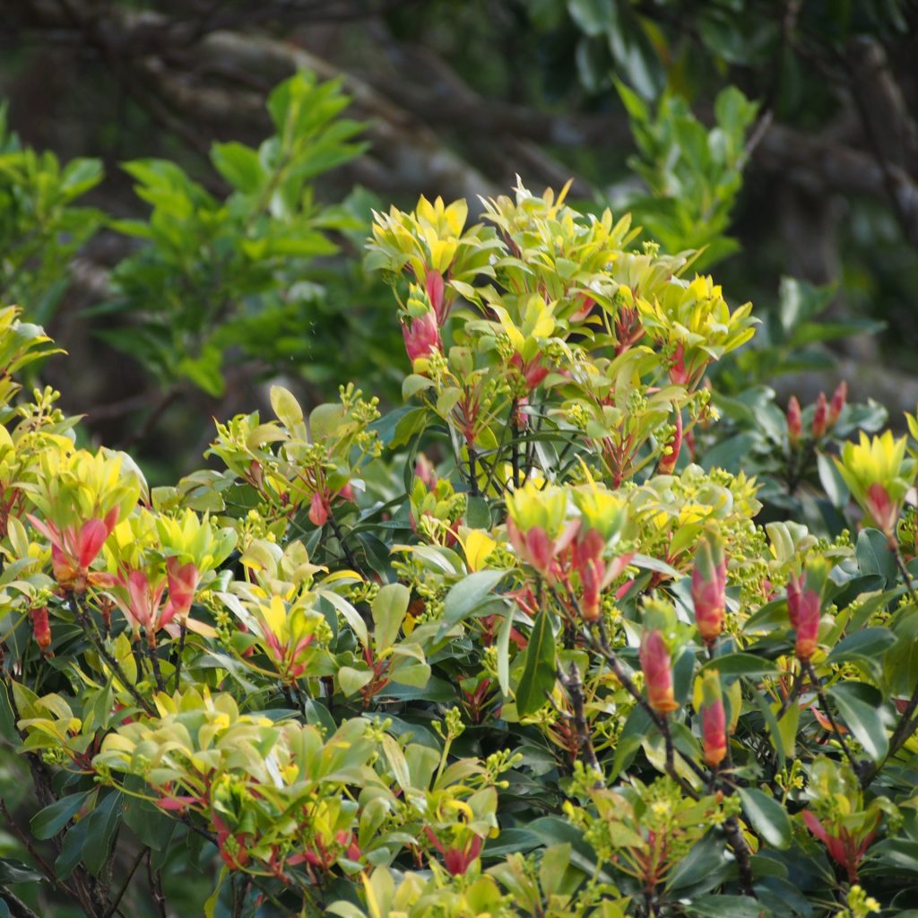 ニシキアカリファ 学名：Acalypha wilkesiana Musaica | 暮らしに馴染む旅