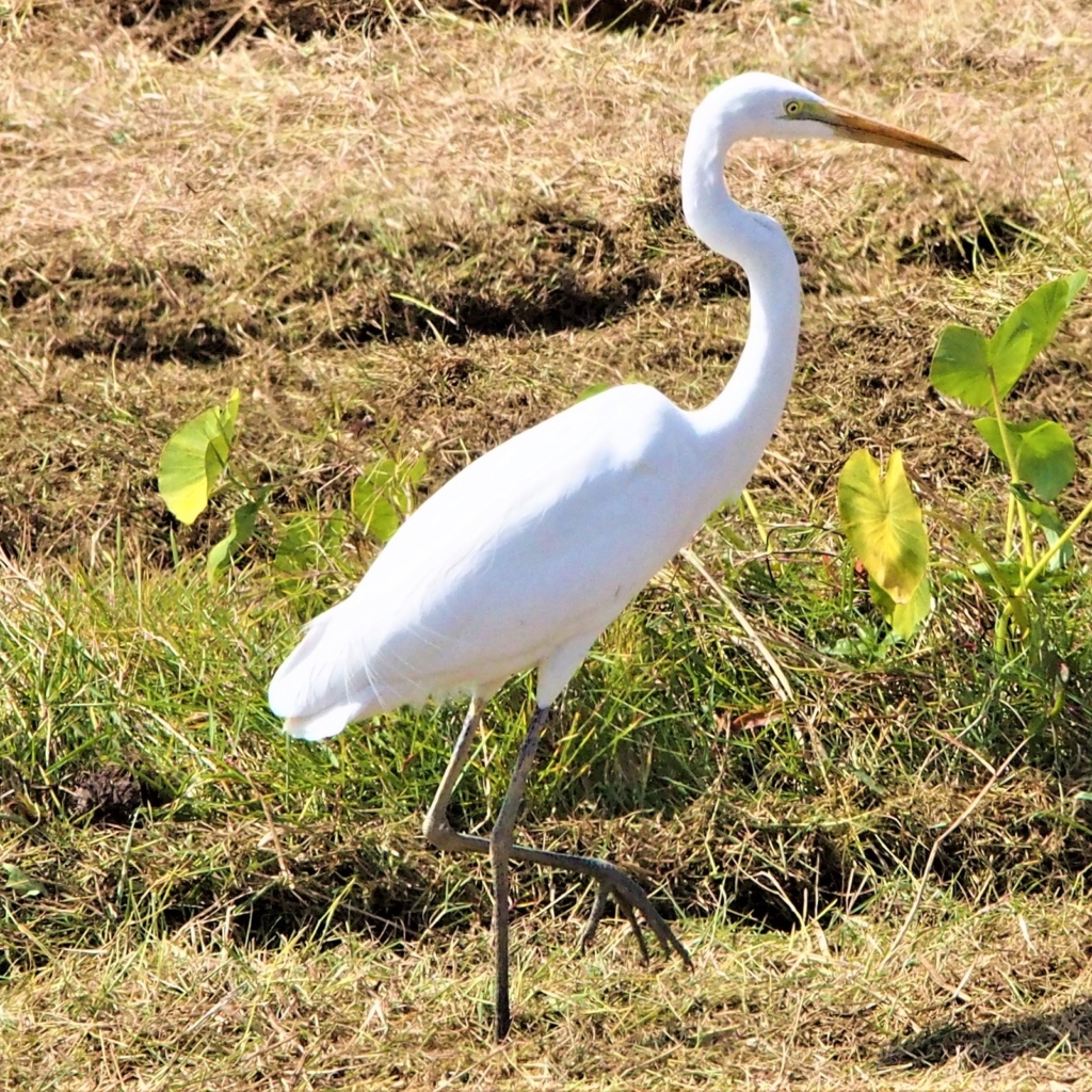 タテジマユムシ（縦縞螠虫） 学名：Listriolobus riukiuensis | 暮らしに馴染む旅
