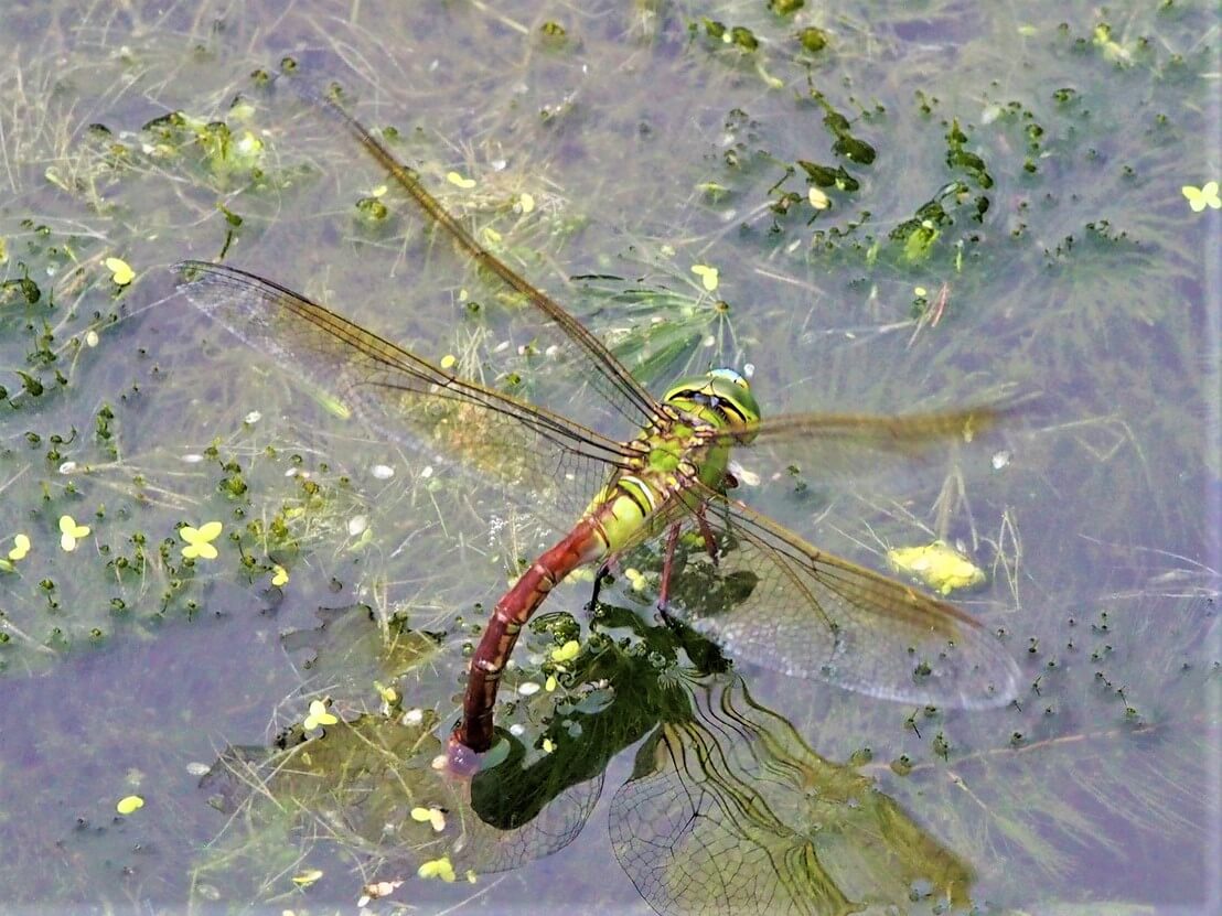 ヤンマ科の中では最大級☆リュウキュウギンヤンマ（琉球銀蜻蜓） 学名：Anax panybeus | 暮らしに馴染む旅