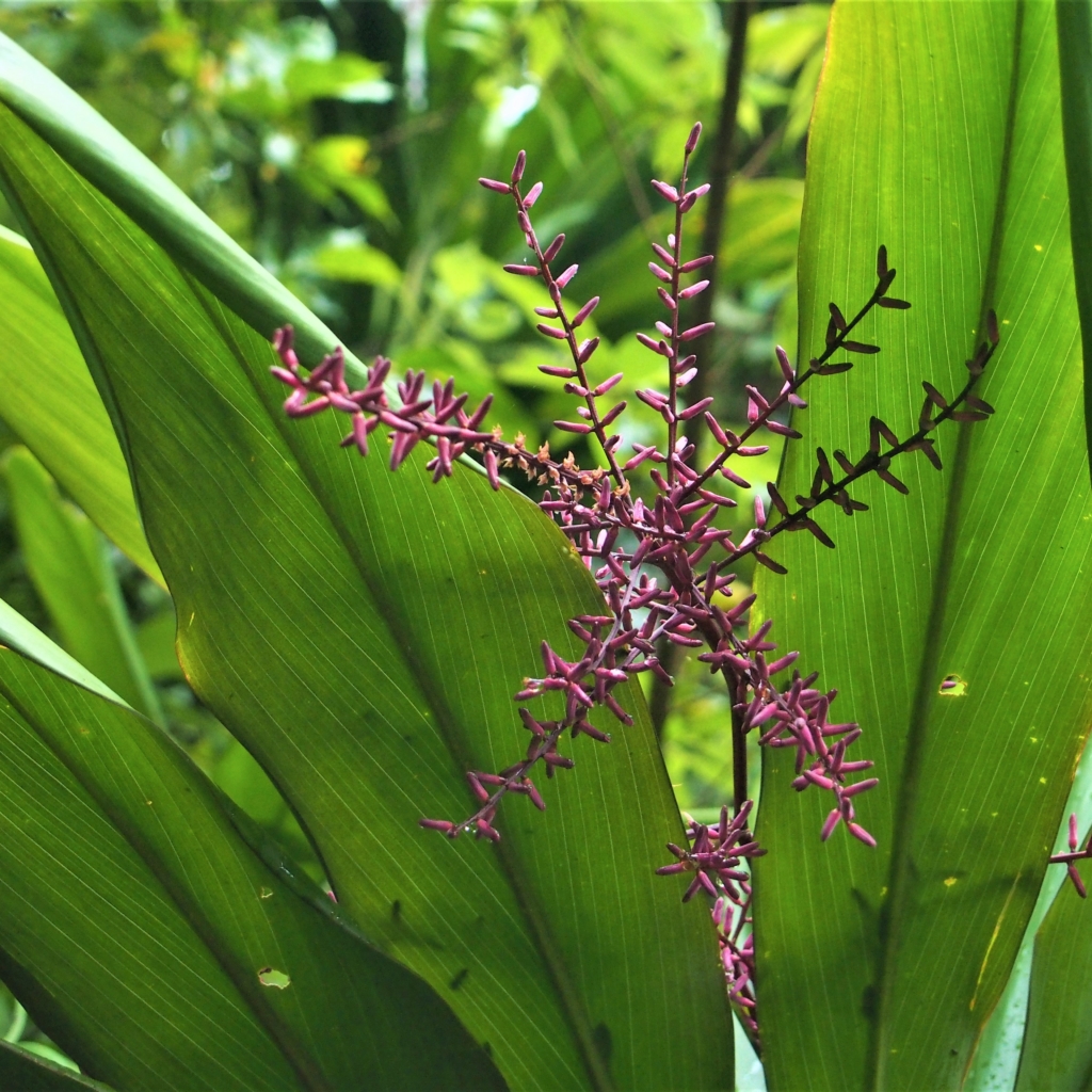 ニシキアカリファ 学名：Acalypha wilkesiana Musaica | 暮らしに馴染む旅