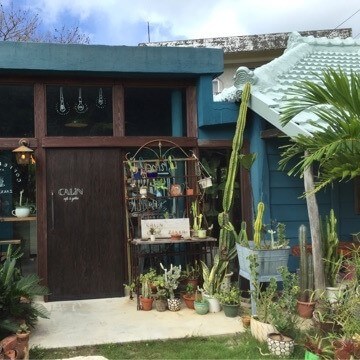 タテジマユムシ（縦縞螠虫） 学名：Listriolobus riukiuensis | 暮らしに馴染む旅