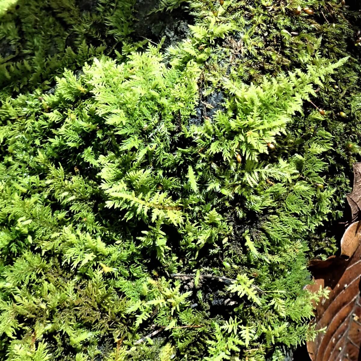 トヤマシノブゴケ（富山忍蘚）学名：Thuidium kanedae Sakurai | 暮らしに馴染む旅