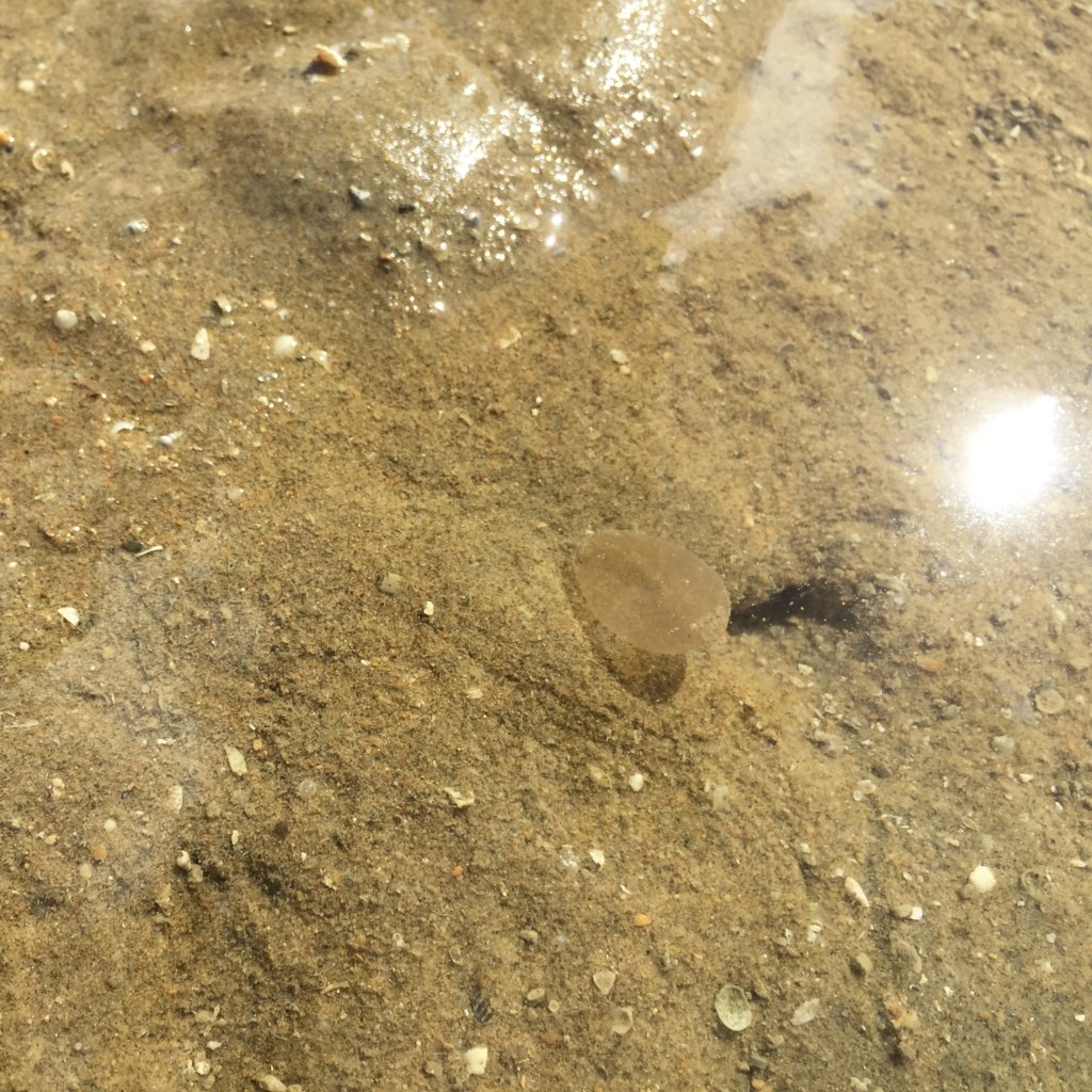 タテジマユムシ（縦縞螠虫） 学名：Listriolobus riukiuensis | 暮らしに馴染む旅