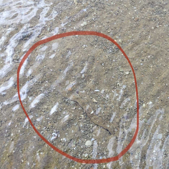 タテジマユムシ（縦縞螠虫） 学名：Listriolobus riukiuensis | 暮らしに馴染む旅