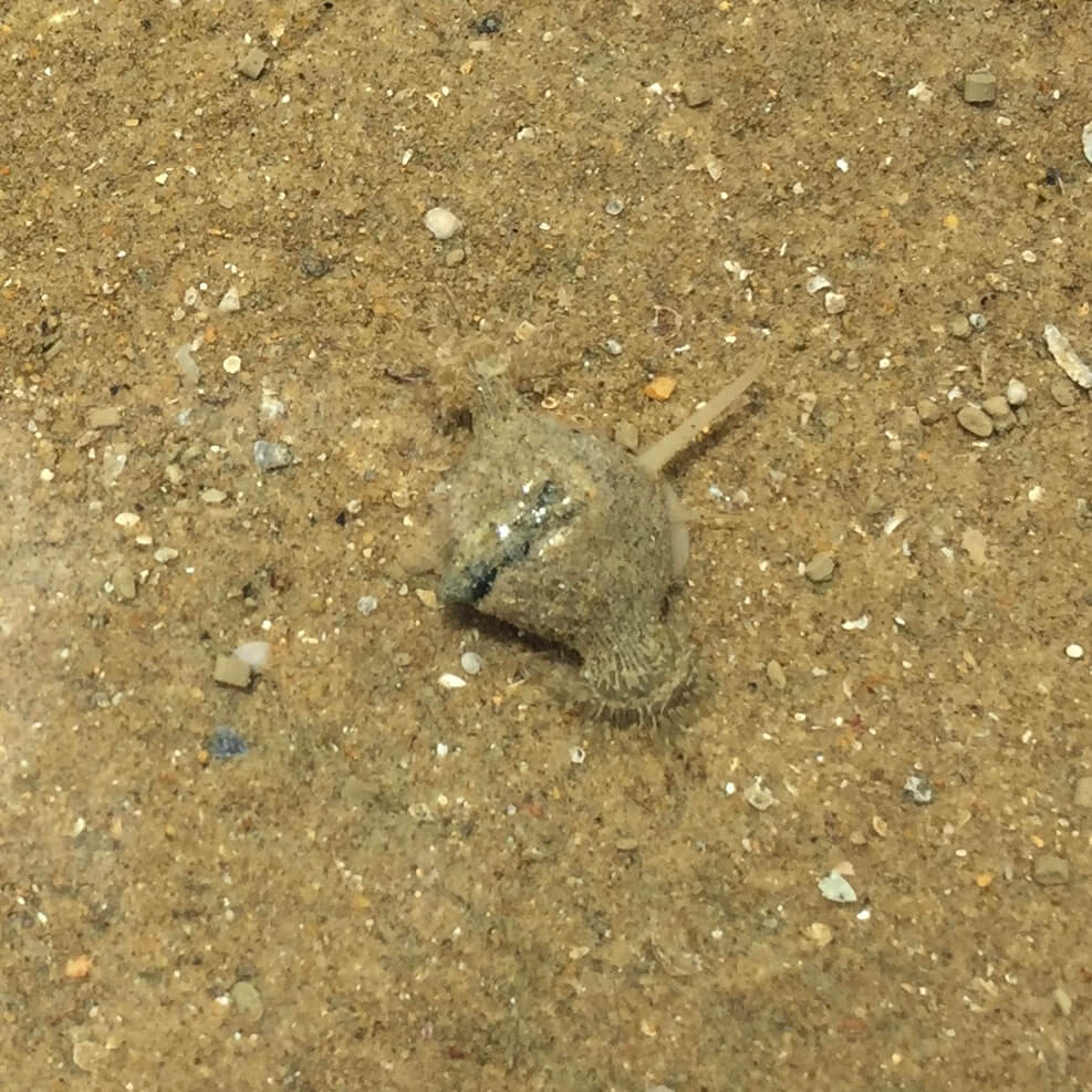 タテジマユムシ（縦縞螠虫） 学名：Listriolobus riukiuensis | 暮らしに馴染む旅